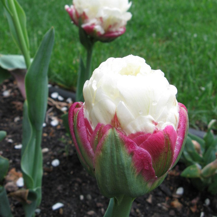 Tulip - Double Late – Humphreys Garden